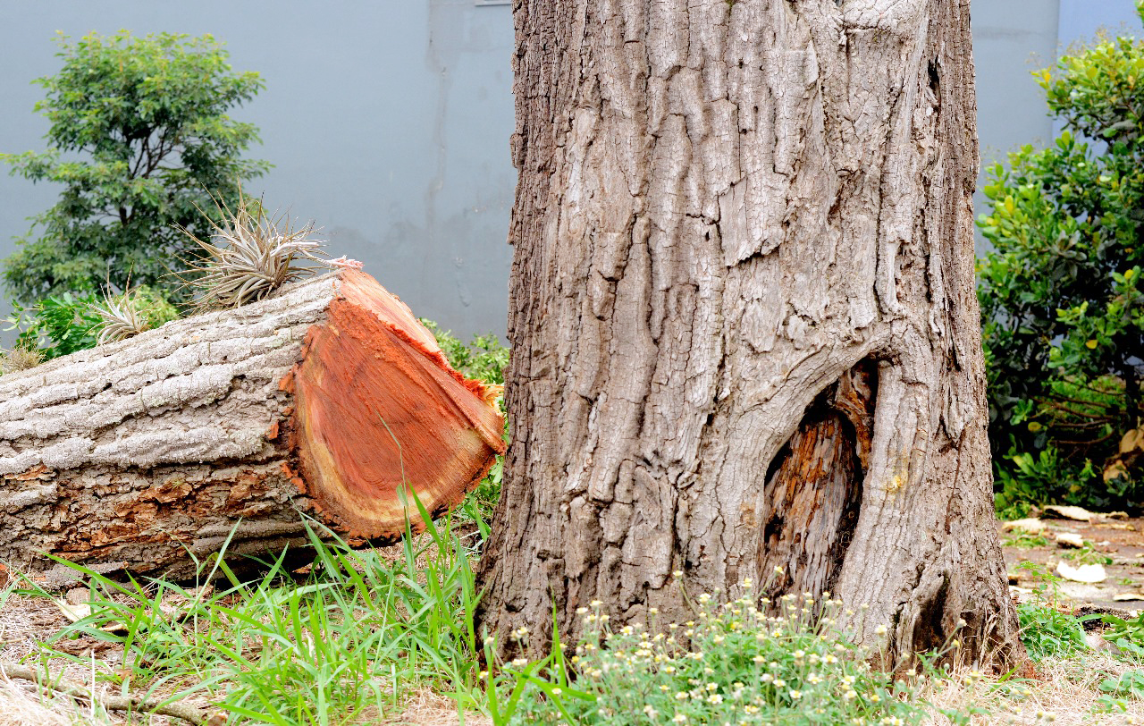Peroba Rosa do Braúna já não existe